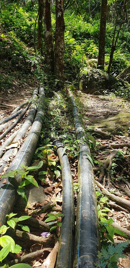 Paiping Stock Photos - Free & Royalty-Free Stock Photos from Dreamstime