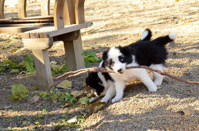 Pair of Adorable Border Collie Puppies Playing in a Park Stock Photo ...