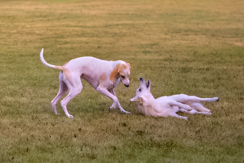 Dogs play fighting stock photo. Image of activity, female - 14494860
