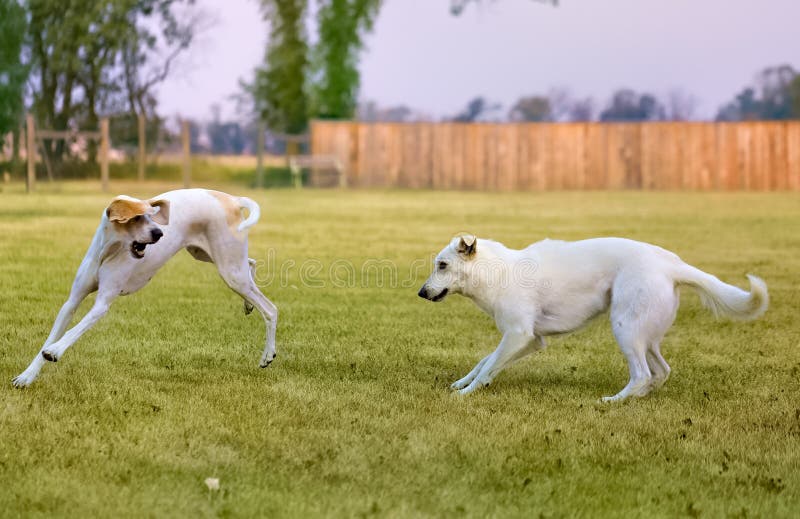 Dogs play fighting stock photo. Image of activity, female - 14494860