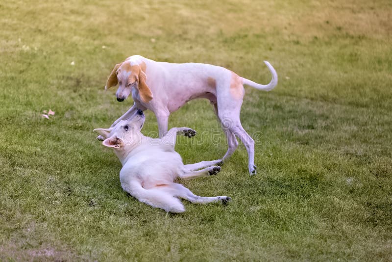 Pair of Adorable Dogs Play Fighting on a Meadow Stock Photo - Image of ...