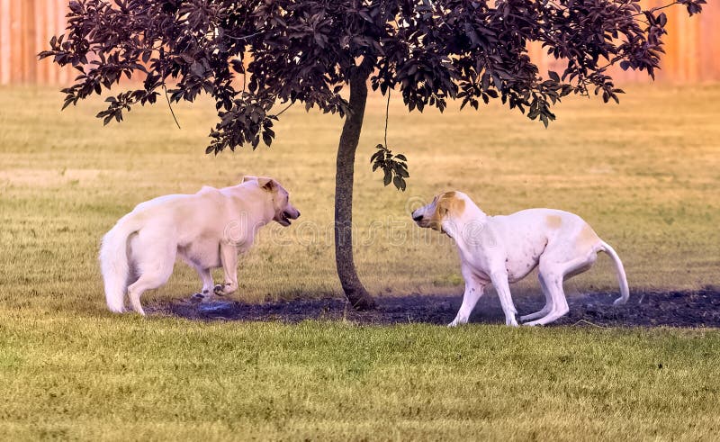 Dogs play fighting stock photo. Image of activity, female - 14494860
