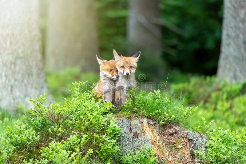 Pair of Adorable Fox Cubs is Posing in the Forest Stock Photo - Image ...