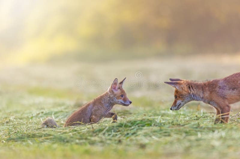 Pair of Adorable Two Red Foxes is Playing Outdoors Stock Image - Image ...