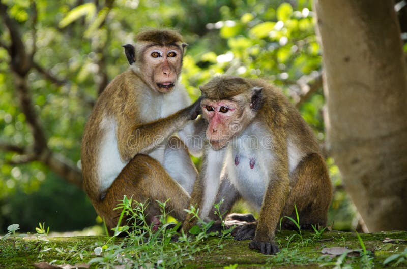 Monkeys whispering secrets stock image. Image of chitchat - 3133709