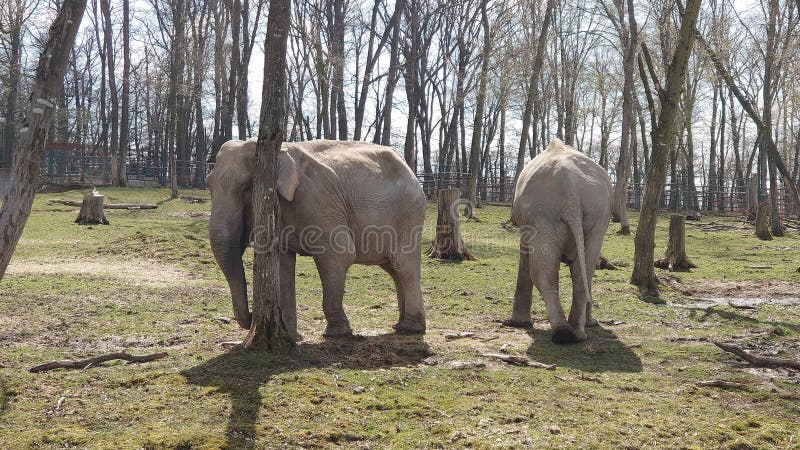 Pair of African Elephants in the Wilderness Stock Photo - Image of pair ...