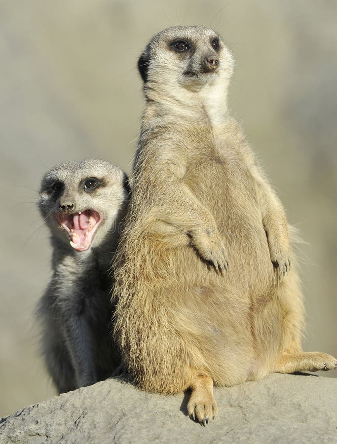 Pair of African Meerkats Prairie Rat Squirrel Stock Image - Image of ...