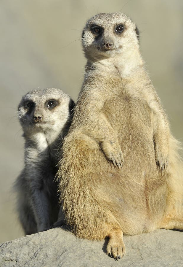 Pair of African Meerkats Prairie Rat Squirrel Stock Image - Image of ...