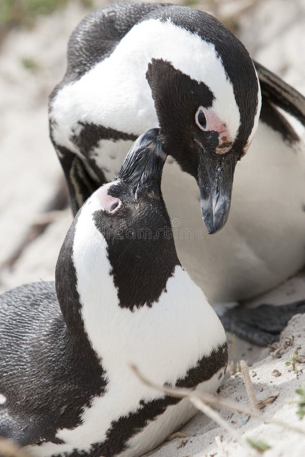 Pair of African penguines stock photo. Image of black - 35756806