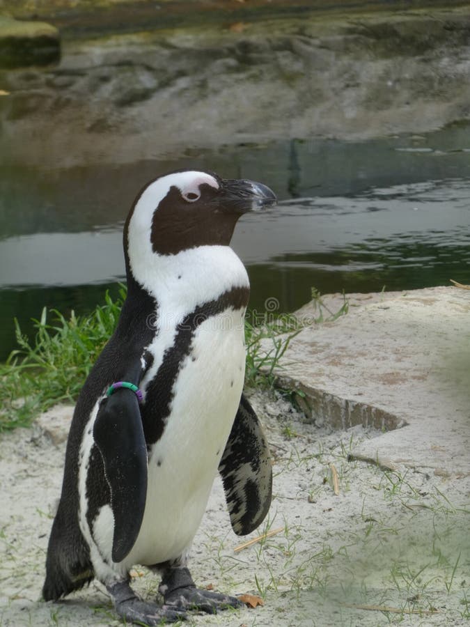 Full Body Side View of an African Penguin Stock Image - Image of ...