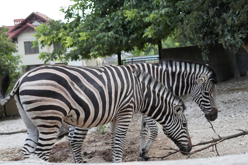A Pair of African Zebras on a Farm Stock Image - Image of black, white ...