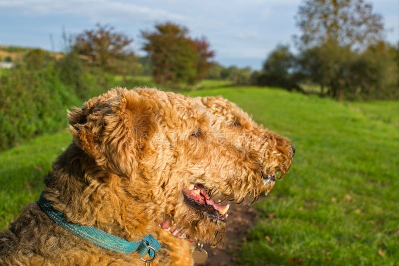 A Pair of Airedale Terriers Bathed in Early Morning Sunlight. Stock ...
