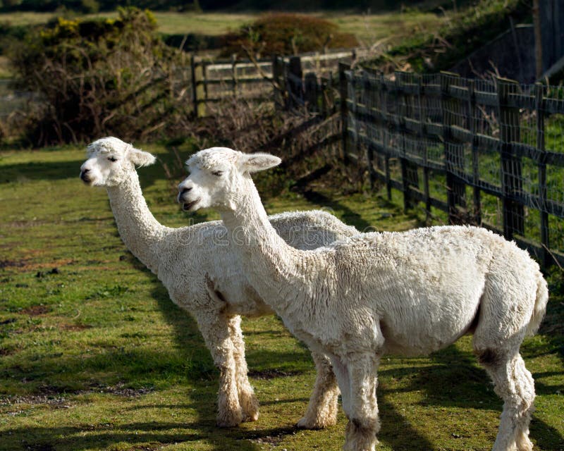 A Pair of Alpacas in a Field Stock Photo - Image of expression, lama ...