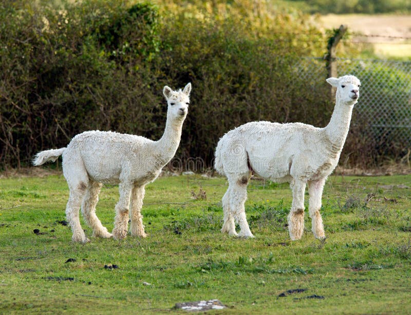 A Pair of Alpacas in a Field Stock Image - Image of american, chile ...