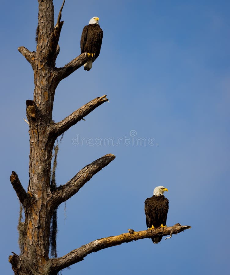 Pair of American Bald Eagles Perch in a Dead Tree Stock Image - Image ...