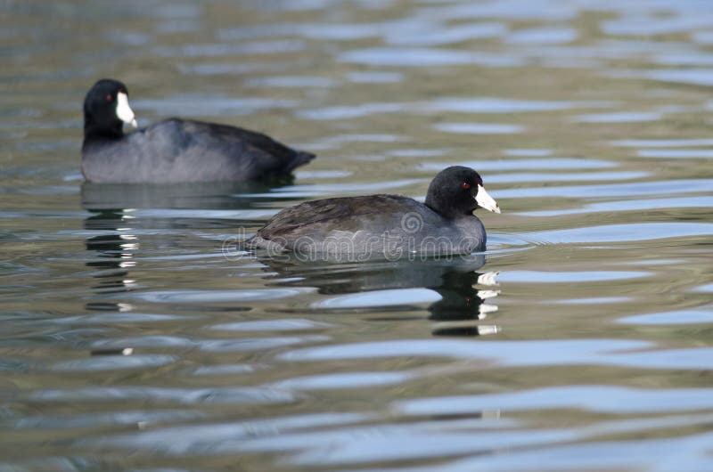 Pair of American Coots Resting on the Still Water Stock Photo - Image ...
