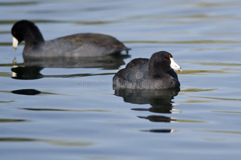Pair of American Coots Resting on the Still Water Stock Photo - Image ...