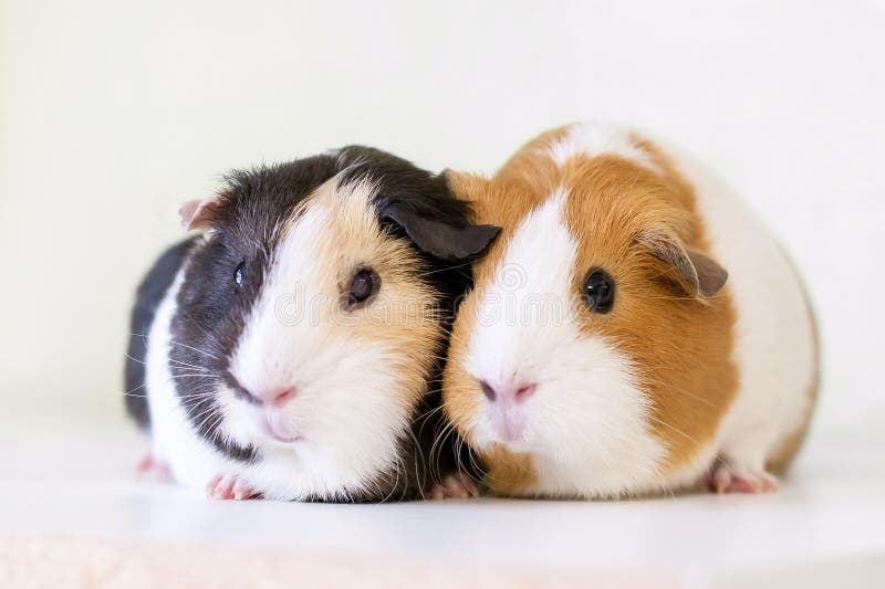 A Pair of American Guinea Pigs Stock Photo - Image of companions ...