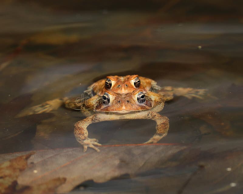 Pair of American Toads in Amplexus Stock Photo - Image of position ...