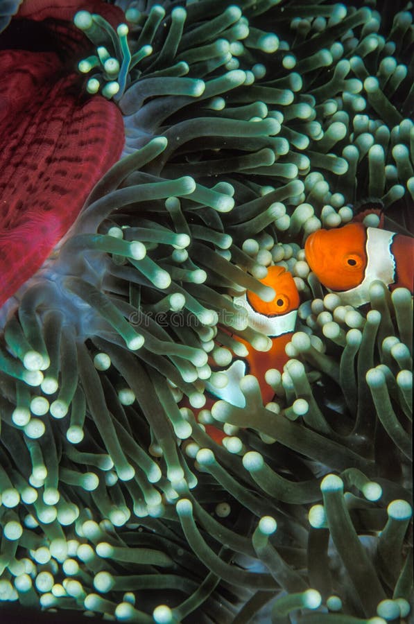 A Pair of Anemone Fish Nestled into an Anemone in the Solomon Islands ...