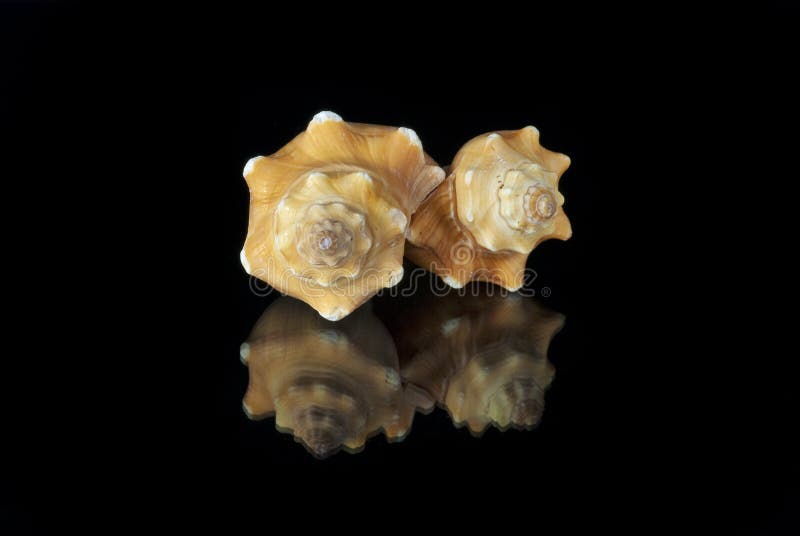 Pair of Angaria Delphinus Shells on Black Stock Photo - Image of white ...