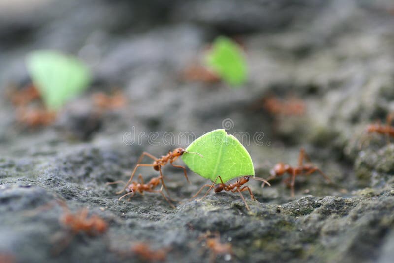 Pair Of Ants Working In Team Stock Image - Image of white, hard: 64092649
