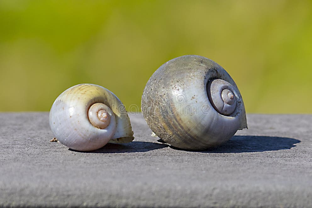 Pair of Apple Snail Shells stock photo. Image of invasion - 122302322