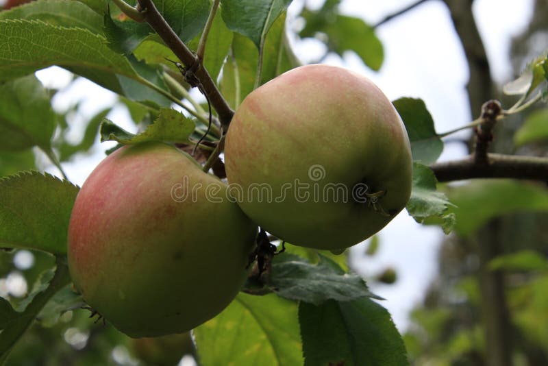 A Pair of Apples on a Branch Stock Photo - Image of plant, fruit: 148631682