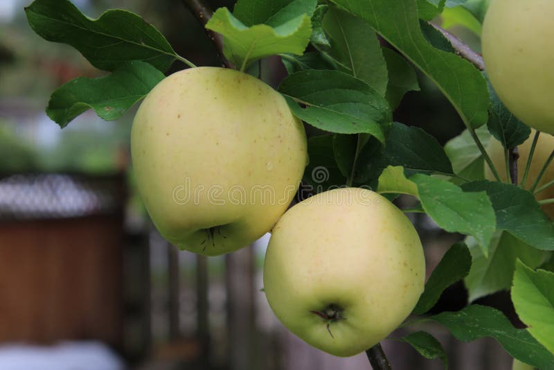 Pair of Apples. stock image. Image of plant, crop, apple - 35862821