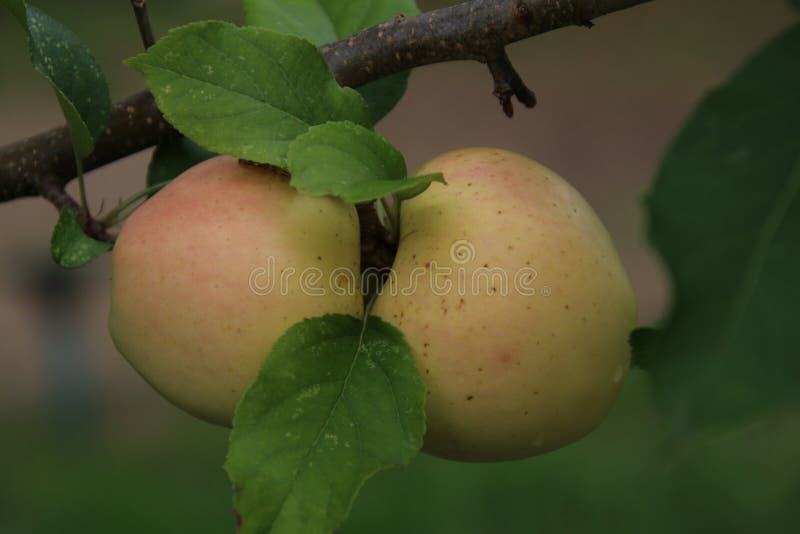 A Pair of Apples on a Branch Stock Image - Image of fresh, plant: 148631829