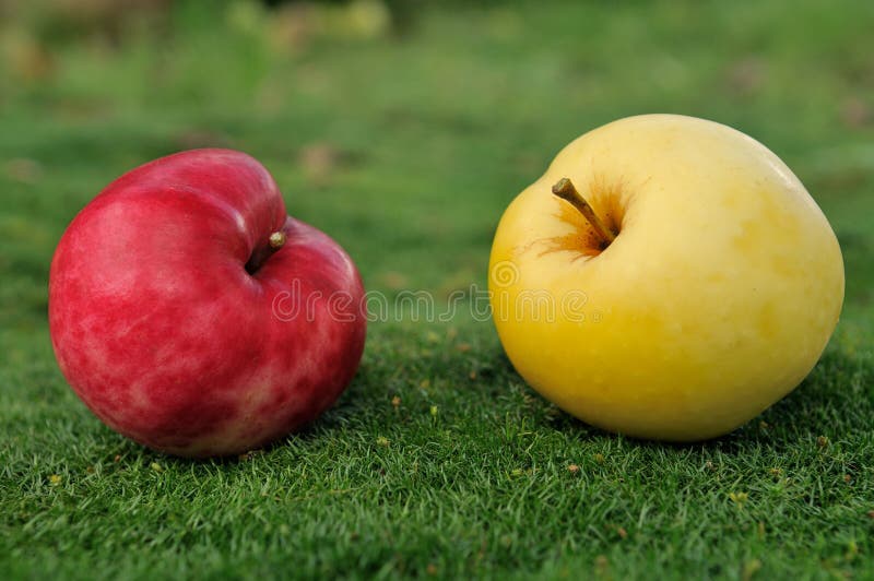 Pair of Apples on Green Grass Outdoors Stock Image - Image of yield ...