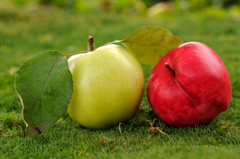 Pair of Apples on Green Grass Outdoors_2 Stock Image - Image of mature ...