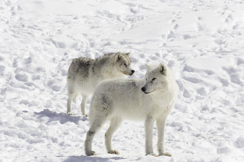 Pair of Arctic Wolves stock photo. Image of savage, lupus - 44071152