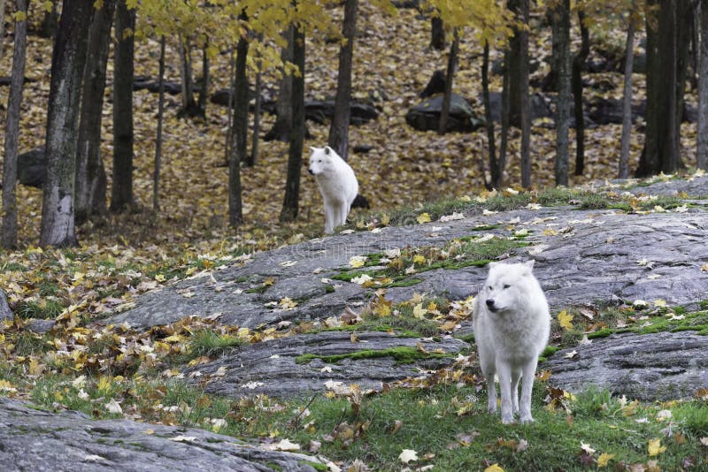 Pair of Arctic Wolves in a Fall, Forest Environment Stock Photo - Image ...