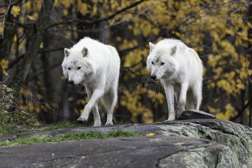 Pair of Arctic Wolves in a Fall, Forest Environment Stock Photo - Image ...