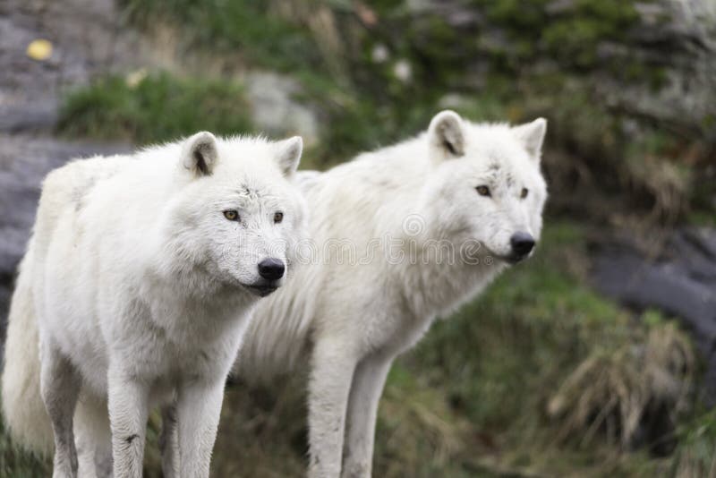 Pair of Arctic Wolves in a Fall, Forest Environment Stock Image - Image ...