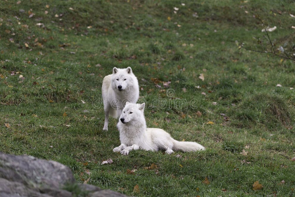 A pair of Arctic Wolves stock photo. Image of arctic - 45819014