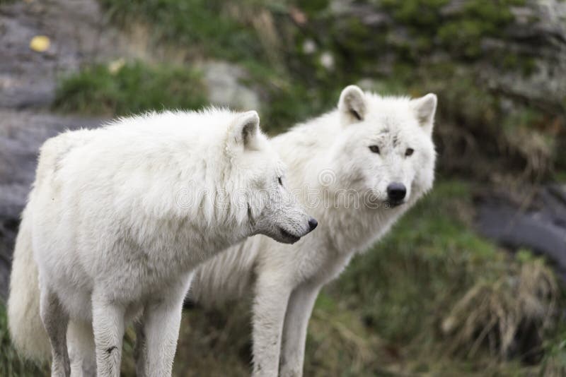 A pair of Arctic Wolves stock photo. Image of pair, pack - 45828464