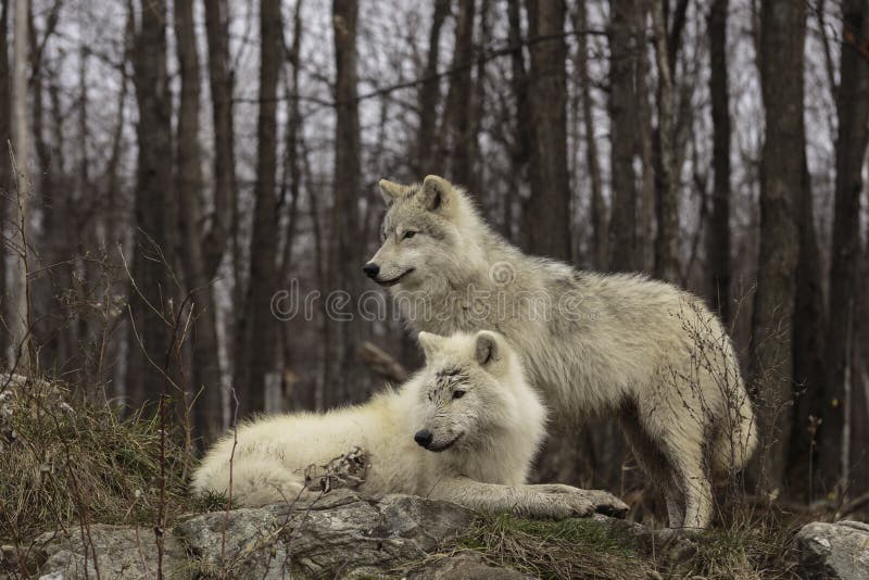 Arctic wolves stock image. Image of power, beauty, nature - 49334597
