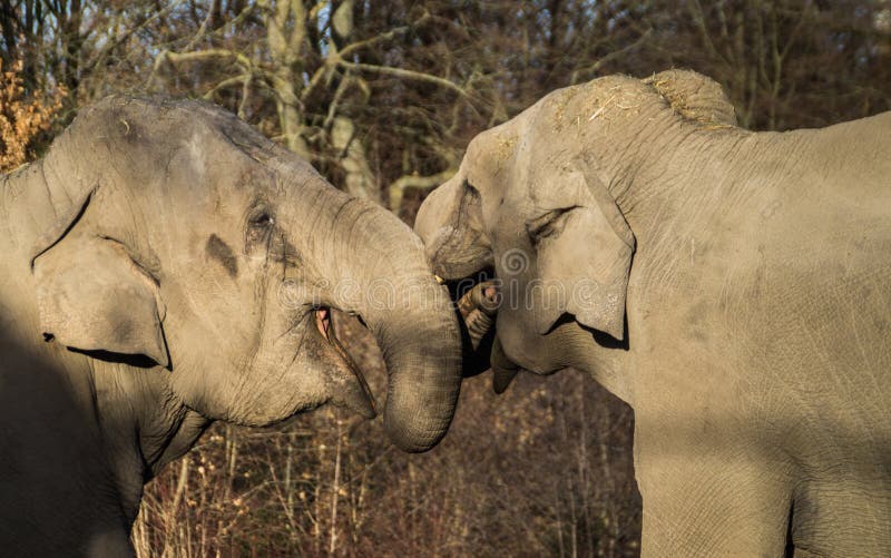 Asian Elephants Greeting Each Other Stock Image - Image of animal ...