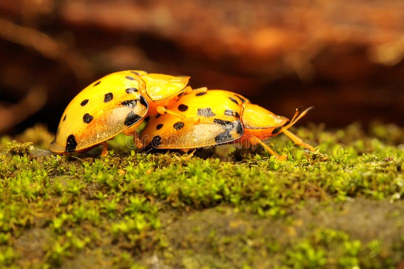 A Pair of Aspidomorpha Miliaris Beetles are Mating on a Bush. Stock ...