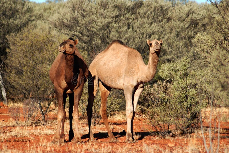 A Pair of Australian Wild Camels Stock Photo - Image of hump, northern ...