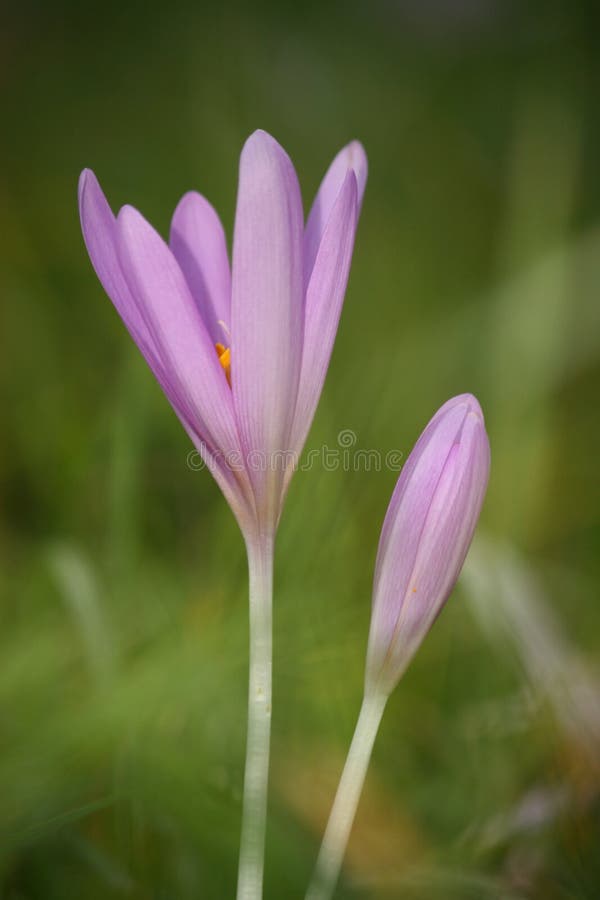A pair of autumn crocuses stock image. Image of beauty - 12882767