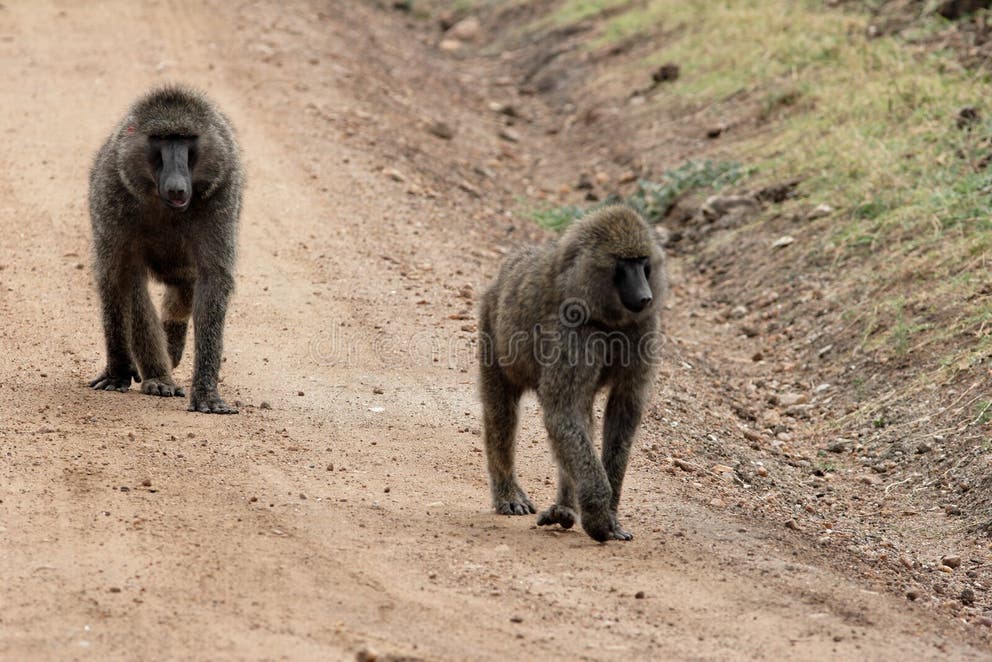 Pair of Baboons Out for a Walk Stock Image - Image of primate, animal ...