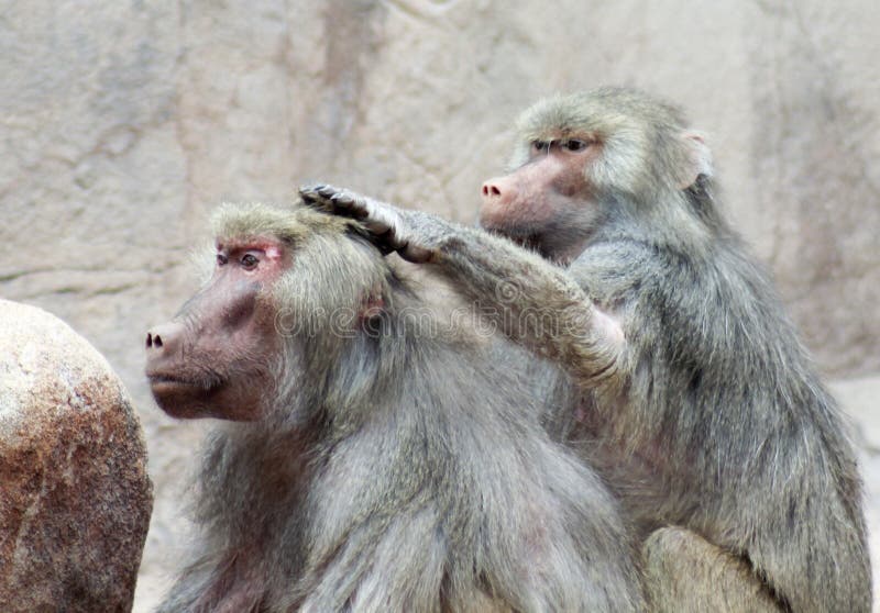 A Pair of Baboons Sit Grooming Each Other Stock Photo - Image of rock ...