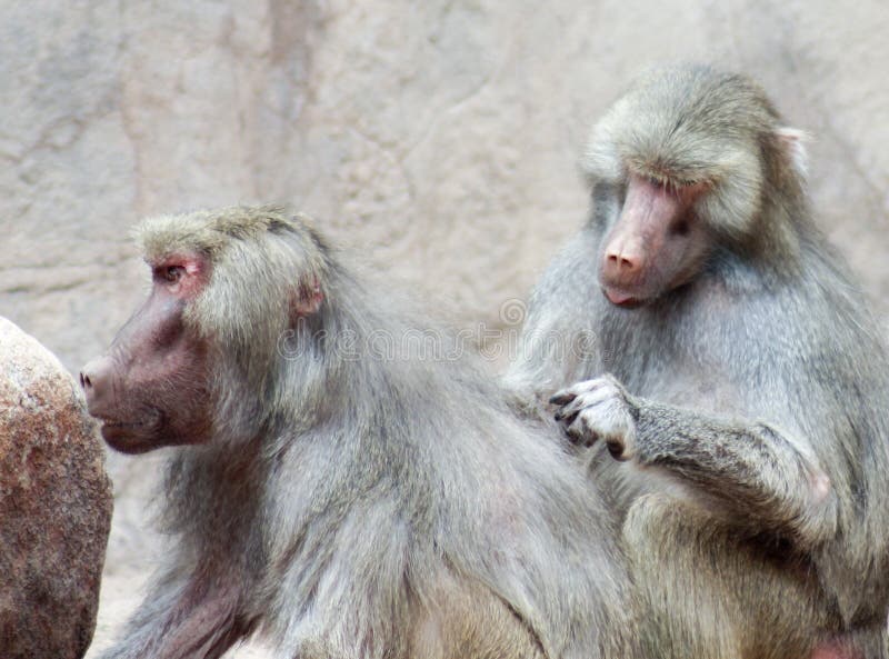 A Pair of Baboons Sit Grooming Each Other Stock Image - Image of life ...