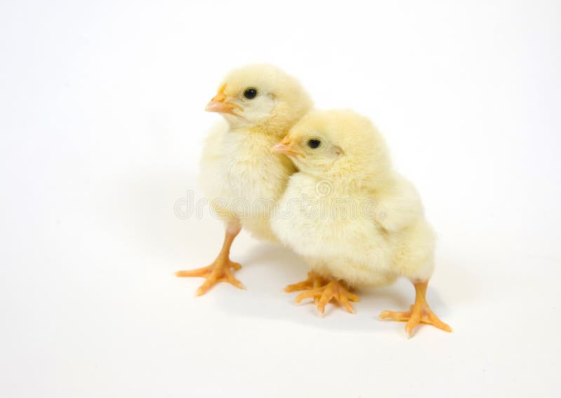 Baby Chicken White Background