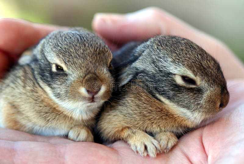 A Pair of Baby Cottontail Rabbits Rest in a Hand Stock Image - Image of ...