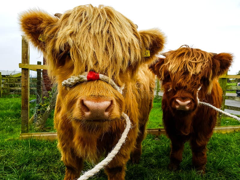 Pair Baby Heelan Coos stock photo. Image of heelan, brown - 176456734