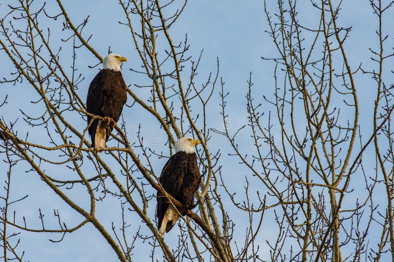 Pair of Bald Eagles Looking Out Over the Ocean Stock Photo - Image of ...